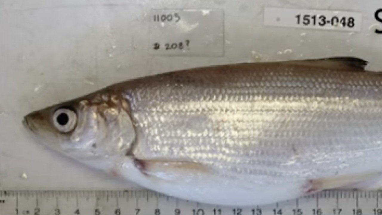 Extinct No More: Shortnose Cisco Makes A Comeback In Lake Superior ...